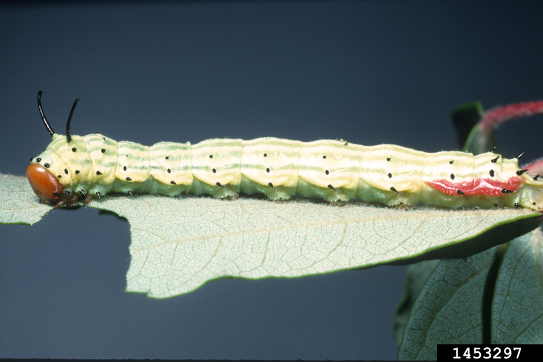 Rosy Maple Moth Caterpillar