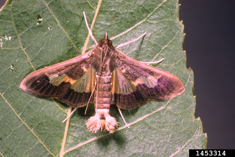 pickleworm (Diaphania nitidalis)