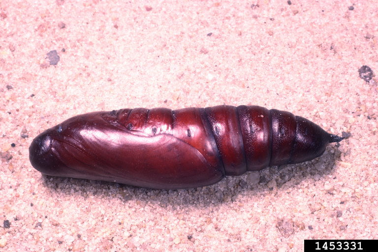 Pandora sphinx (Eumorpha pandorus (Hübner))