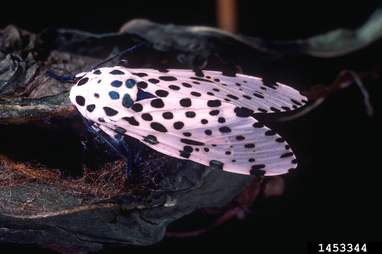giant leopard moth (Hypercompe scribonia)