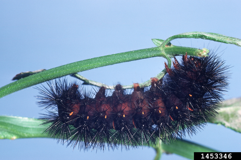 giant leopard moth (Hypercompe scribonia (Stoll, 1790))