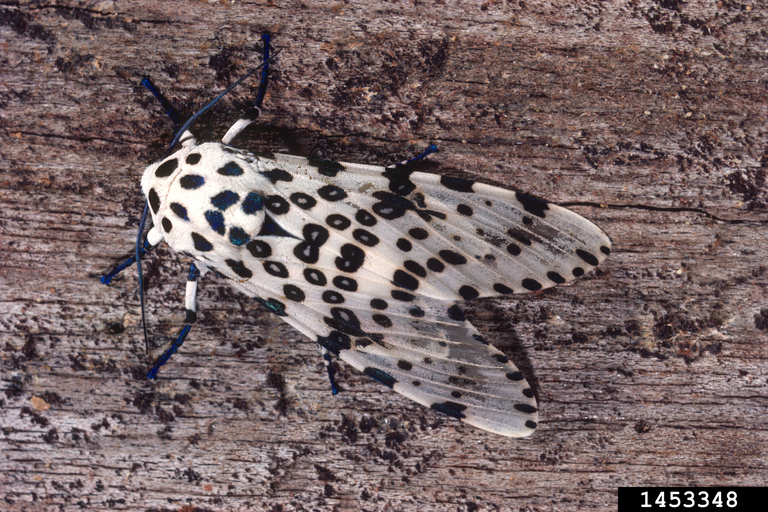 giant leopard moth (Hypercompe scribonia (Stoll, 1790))