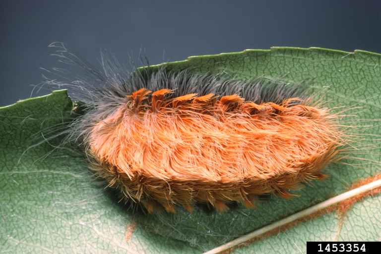 puss caterpillar (Megalopyge opercularis)