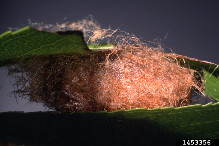 puss caterpillar (Megalopyge opercularis J.E. Smith)