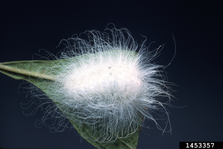 puss caterpillar (Megalopyge opercularis J.E. Smith)