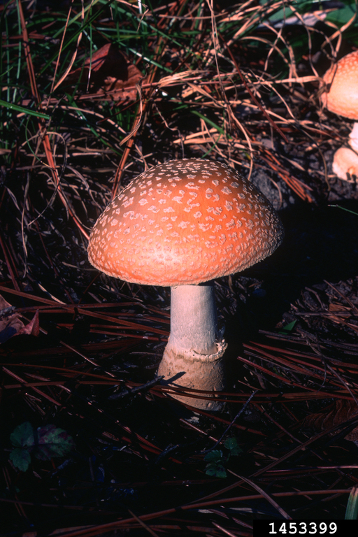 Amanita mushroom (Amanita flavoconia G.F. Atk., J. Mycol. 8: 110 (1902))