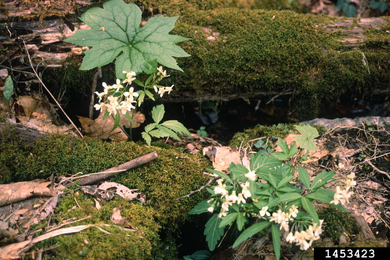 cutleaf toothwort (Cardamine concatenata (Michx.) Sw.)