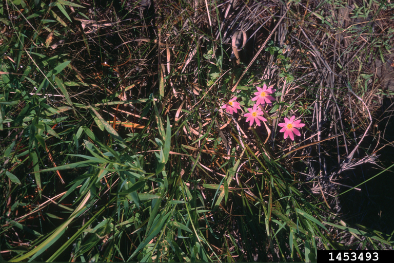 marsh rose gentian (Sabatia dodecandra (L.) B.S.P. var.dodecandra)