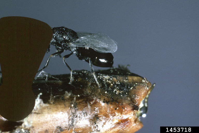 Eurytomid wasps (Genus Eurytoma Illiger, 1807)