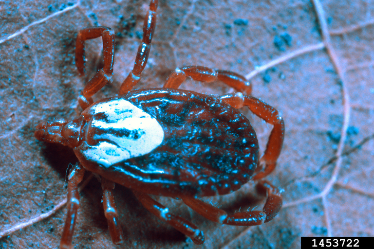 gulf coast tick (Amblyomma maculatum Koch)