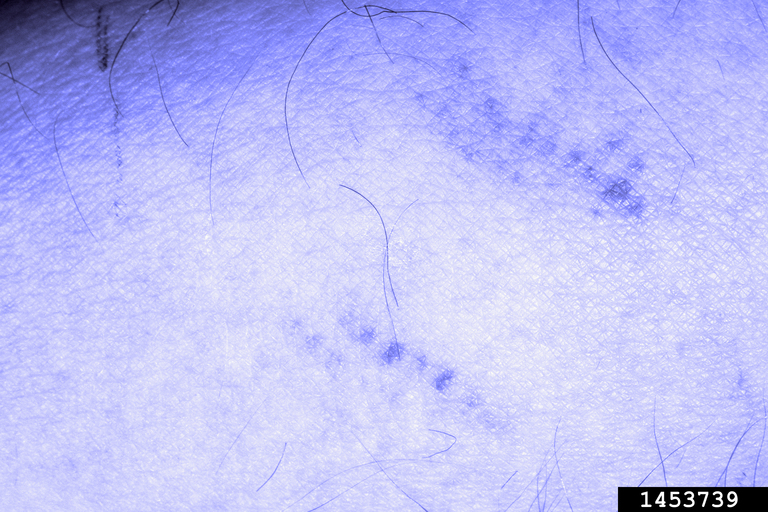 puss caterpillar (Megalopyge opercularis)