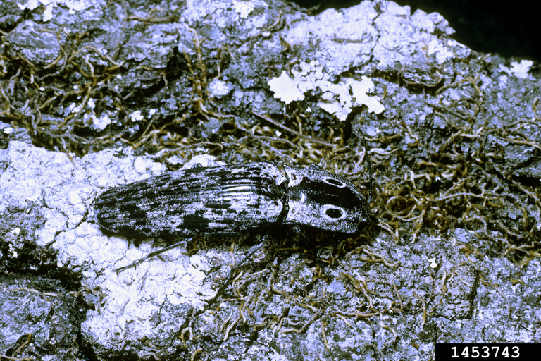 click beetle (Alaus myops (Fabricius, 1791))