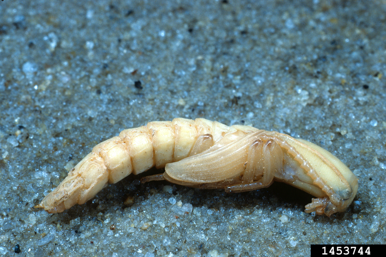 click beetle (Alaus myops (Fabricius, 1791))