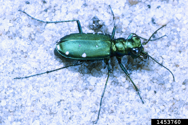Bright Blue Tiger Beetle