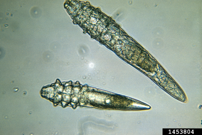 dog follicle mite (Demodex canis Leydig)