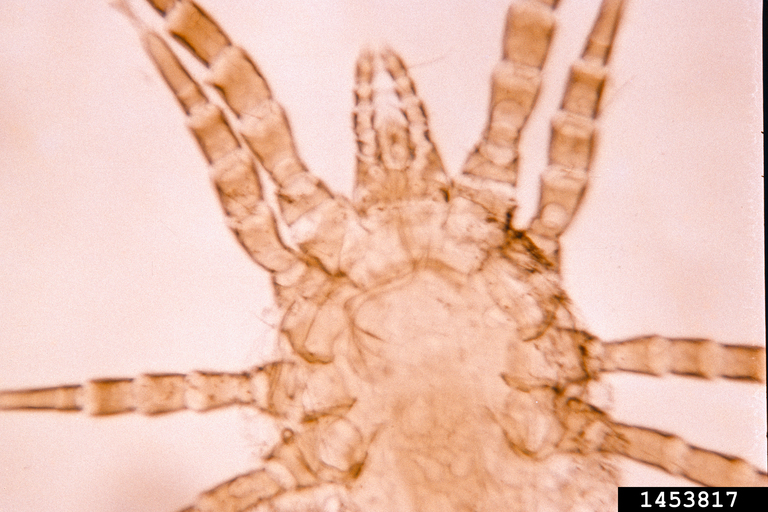 northern fowl mite (Ornithonyssus sylviarum (Canestrini & Fanzago))