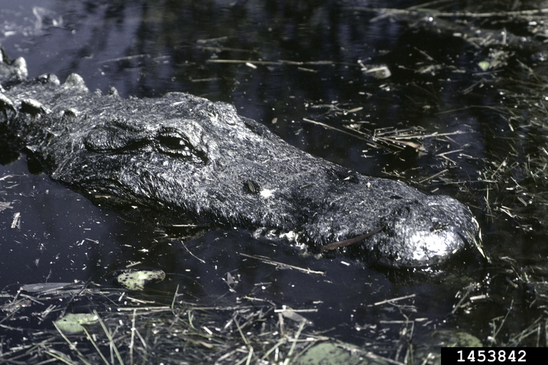 American alligator (Alligator mississippiensis Daudin)