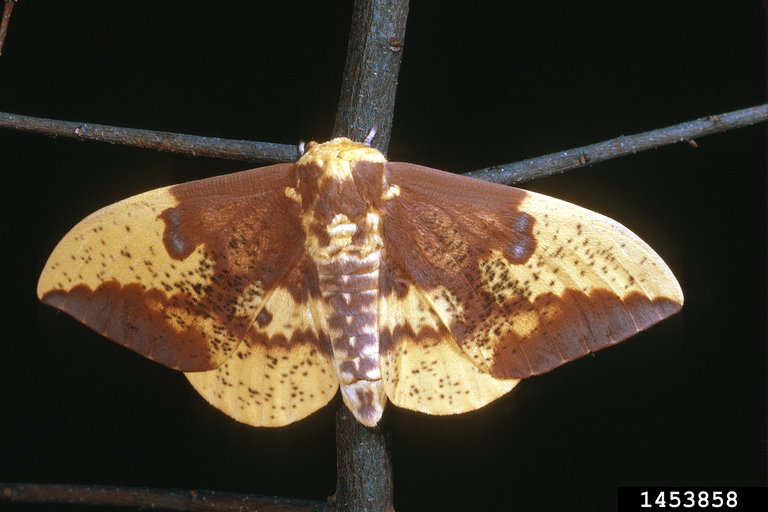 Imperial Moth Eacles Imperialis