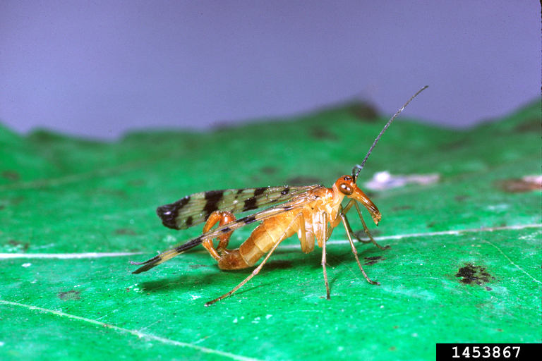 common scorpion flies (Genus Panorpa Linnaeus 1758)