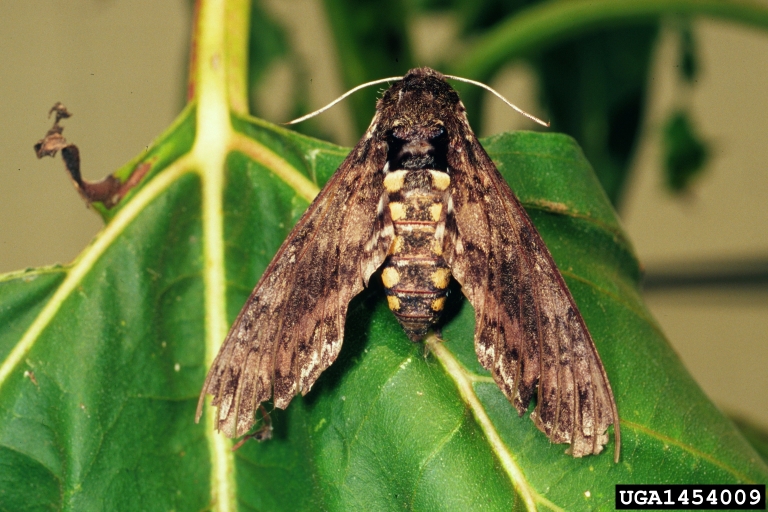 tomato hornworm (Manduca quinquemaculata (Haworth))