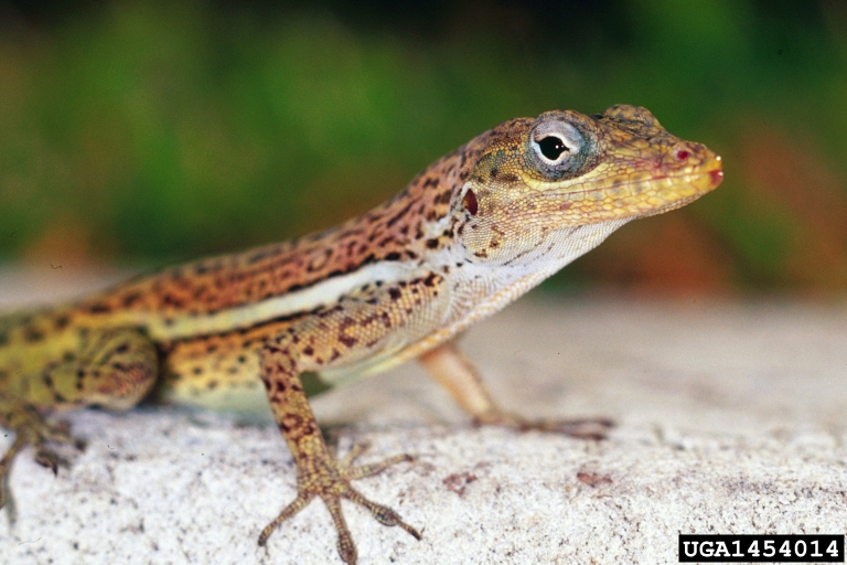 anole (Genus Anolis Daudin, 1802)