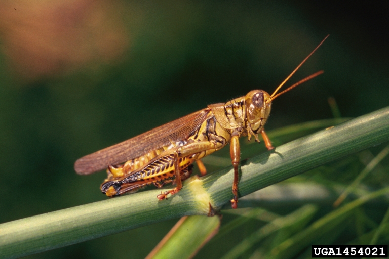 grasshoppers (Order Orthoptera Olivier, 1789)