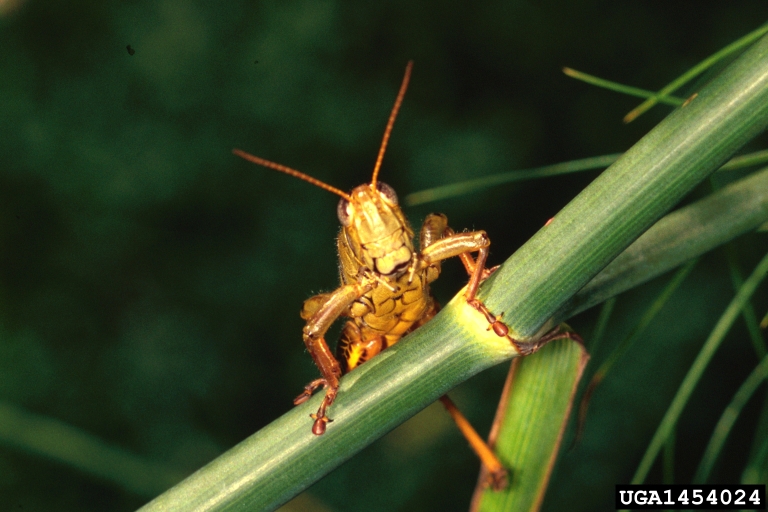 grasshoppers (Order Orthoptera)
