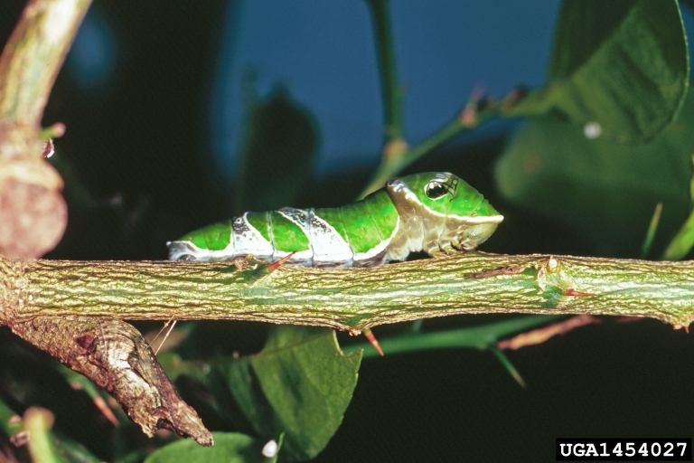 citrus swallowtail (Papilio demodocus)
