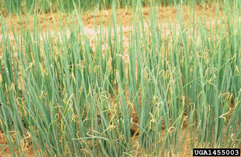 vegetable leafminer (Liriomyza sativae ) on onions (Allium spp. ) - 1455003