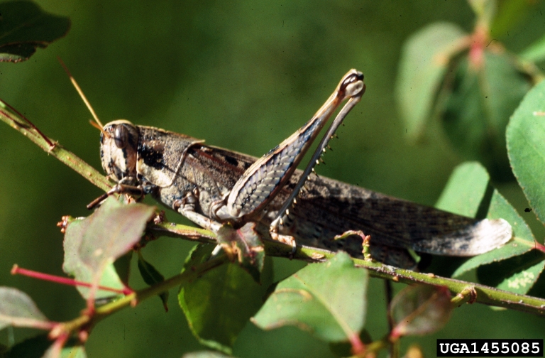 gray bird grasshopper (Schistocerca nitens)