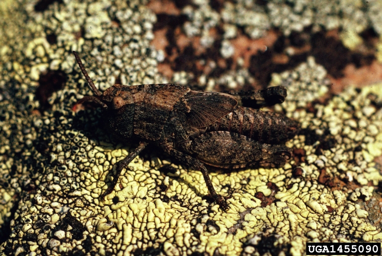 red-winged grasshopper (Arphia pseudonietana (Thomas, 1870))