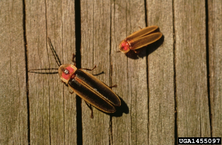 fireflies (Genus Photuris)