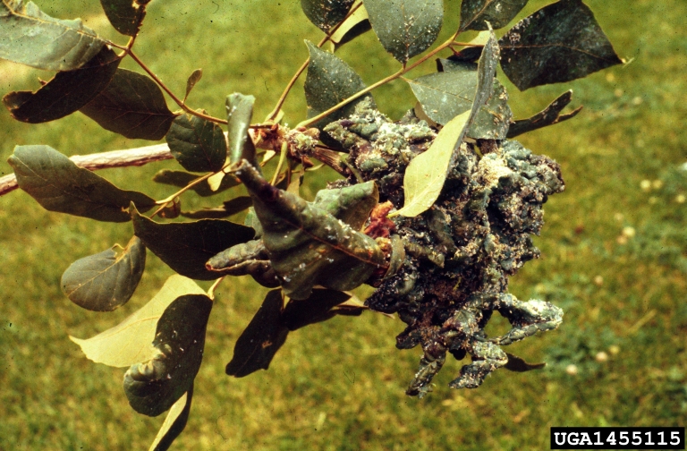 leafcurl ash aphid (Prociphilus fraxinifolii)