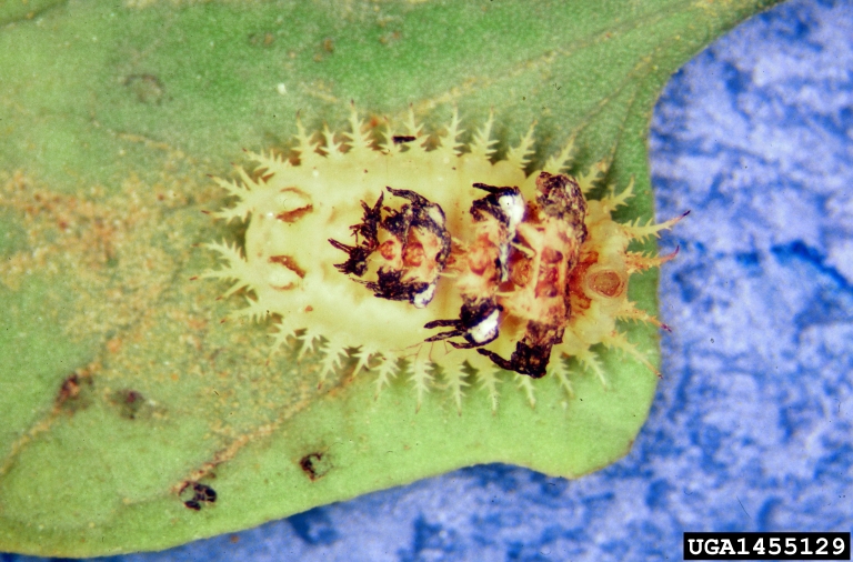 mottled tortoise beetle (Deloyala guttata)