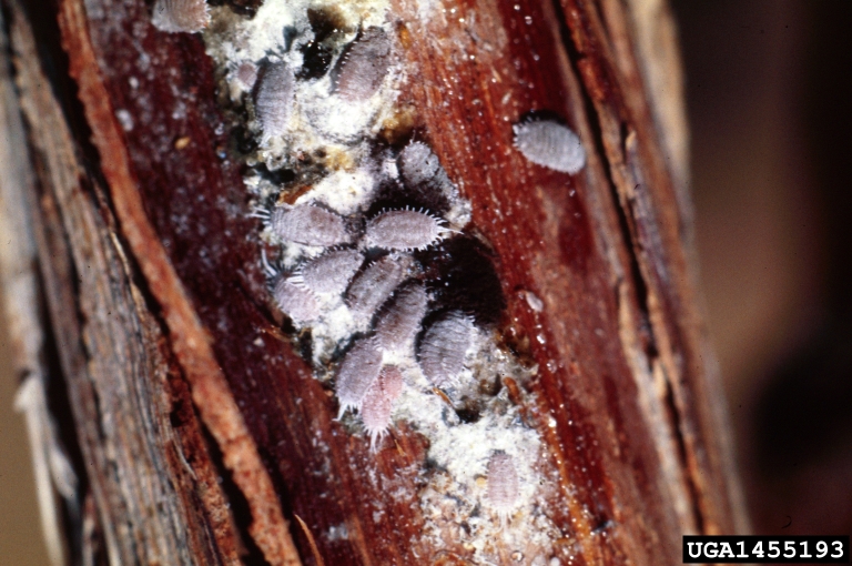 grape mealybug (Pseudococcus maritimus (Ehrhorn))