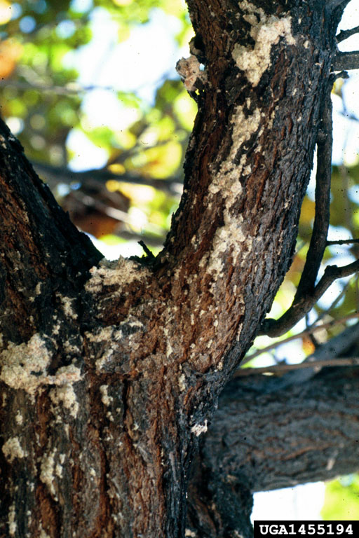grape mealybug (Pseudococcus maritimus (Ehrhorn))