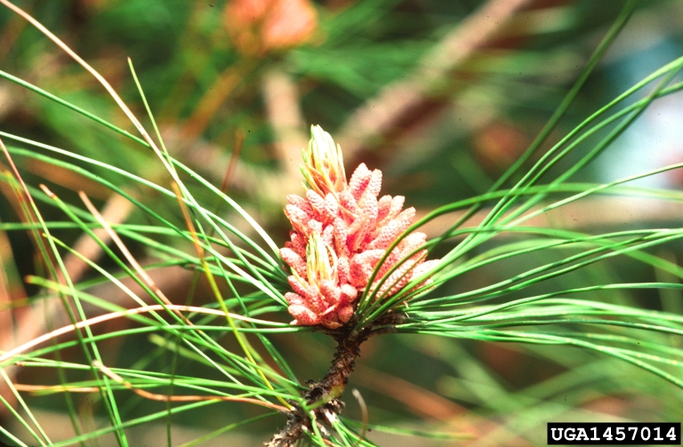 red pine (Pinus resinosa Soland.)