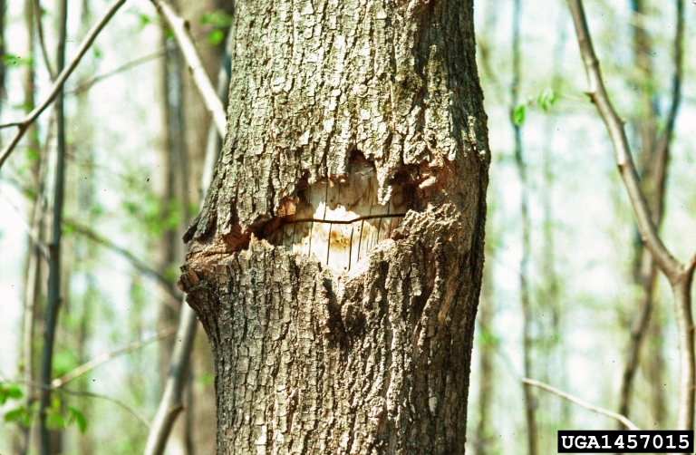 sugar maple borer (Glycobius speciosus (Say, 1824))
