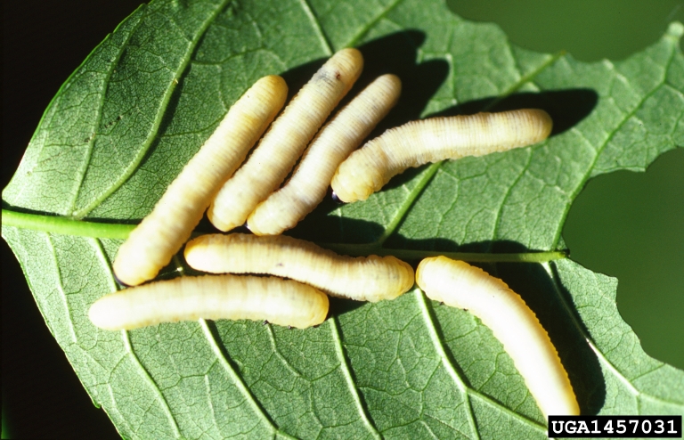 blackheaded ash sawfly (Tethida barda (Say))