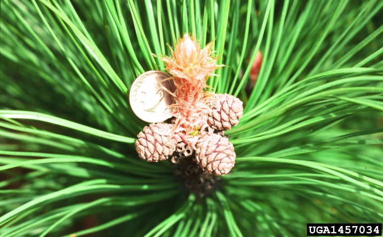 red pine (Pinus resinosa)
