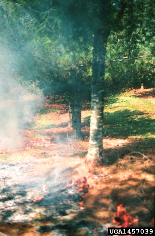 fire on eastern white pine (Pinus strobus ) - 1457039