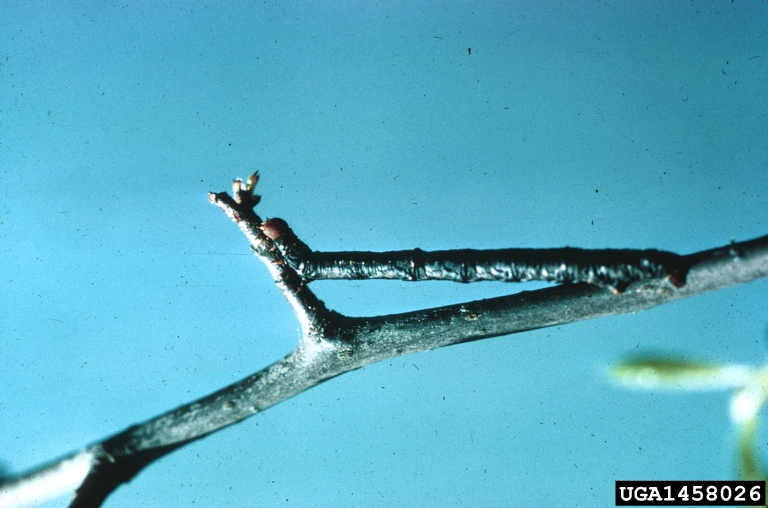 elm spanworm (Ennomos subsignaria (Hubner))