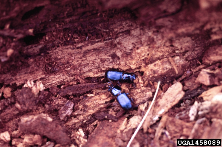 bess beetles or passalid (Family Passalidae)