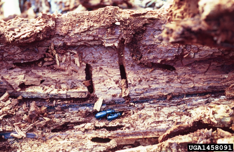 bess beetles or passalid (Family Passalidae)