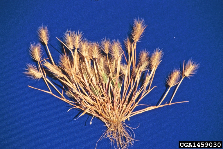 Mediterranean barley (Hordeum marinum ssp. gussoneanum (Parl.) Thell.)
