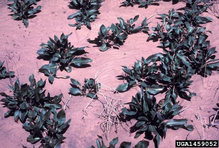 veiny dock (Rumex venosus Pursh)