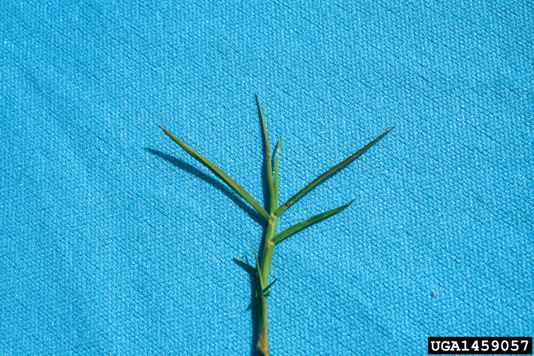 bermudagrass (Cynodon dactylon (L.) Pers)