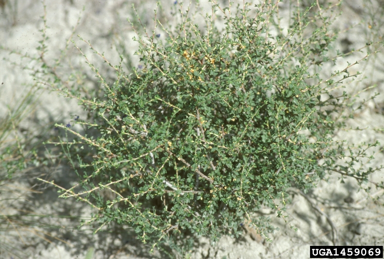 antelope bitterbrush (Purshia tridentata (Pursh) DC.)