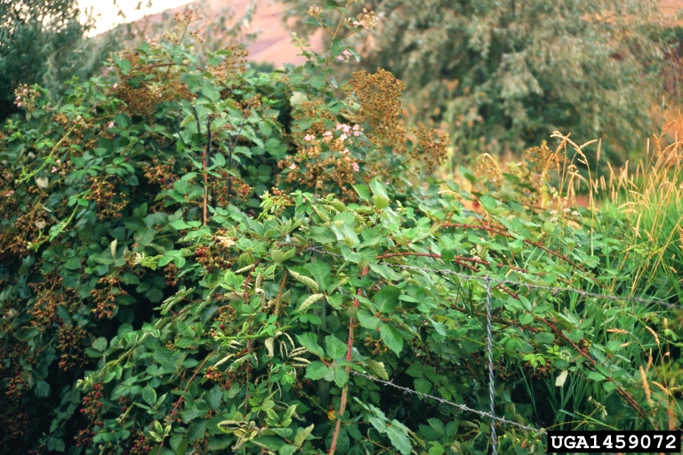 Himalayan blackberry (Rubus armeniacus Focke)