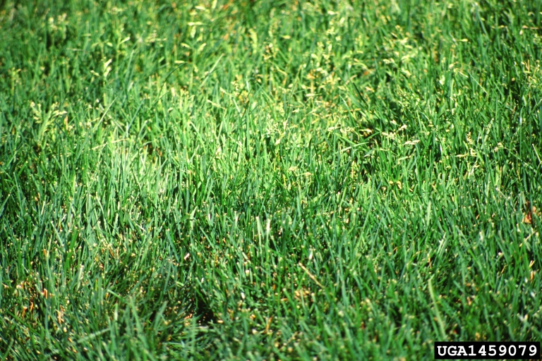 annual bluegrass (Poa annua L.)